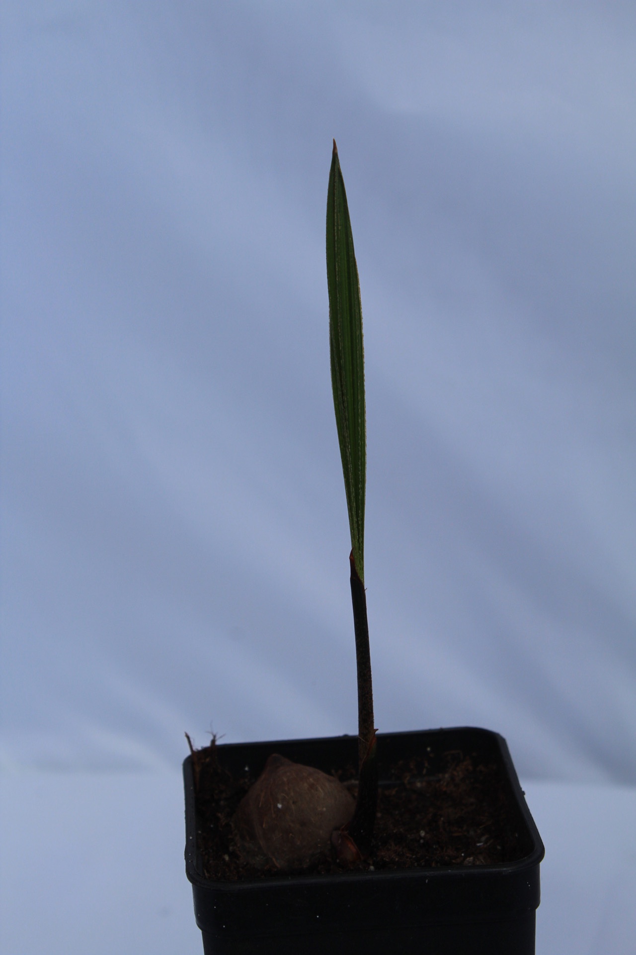 Jubaea chilensis – Gilian Plants