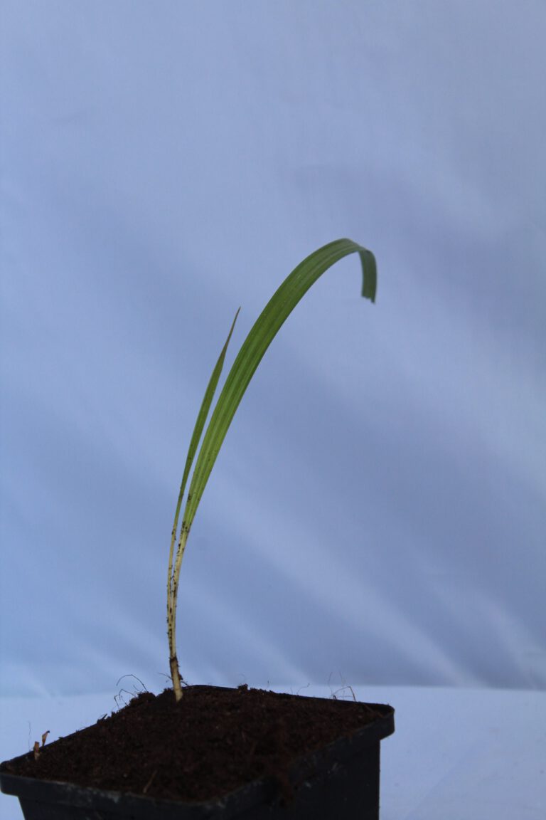 Copernicia fallaensis - Gilian Plants