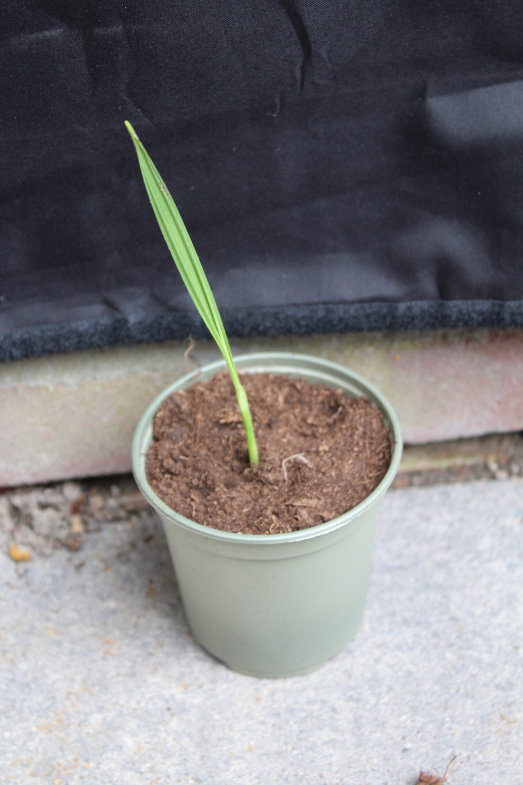 Nannorrhops ritchiana - Gilian Plants