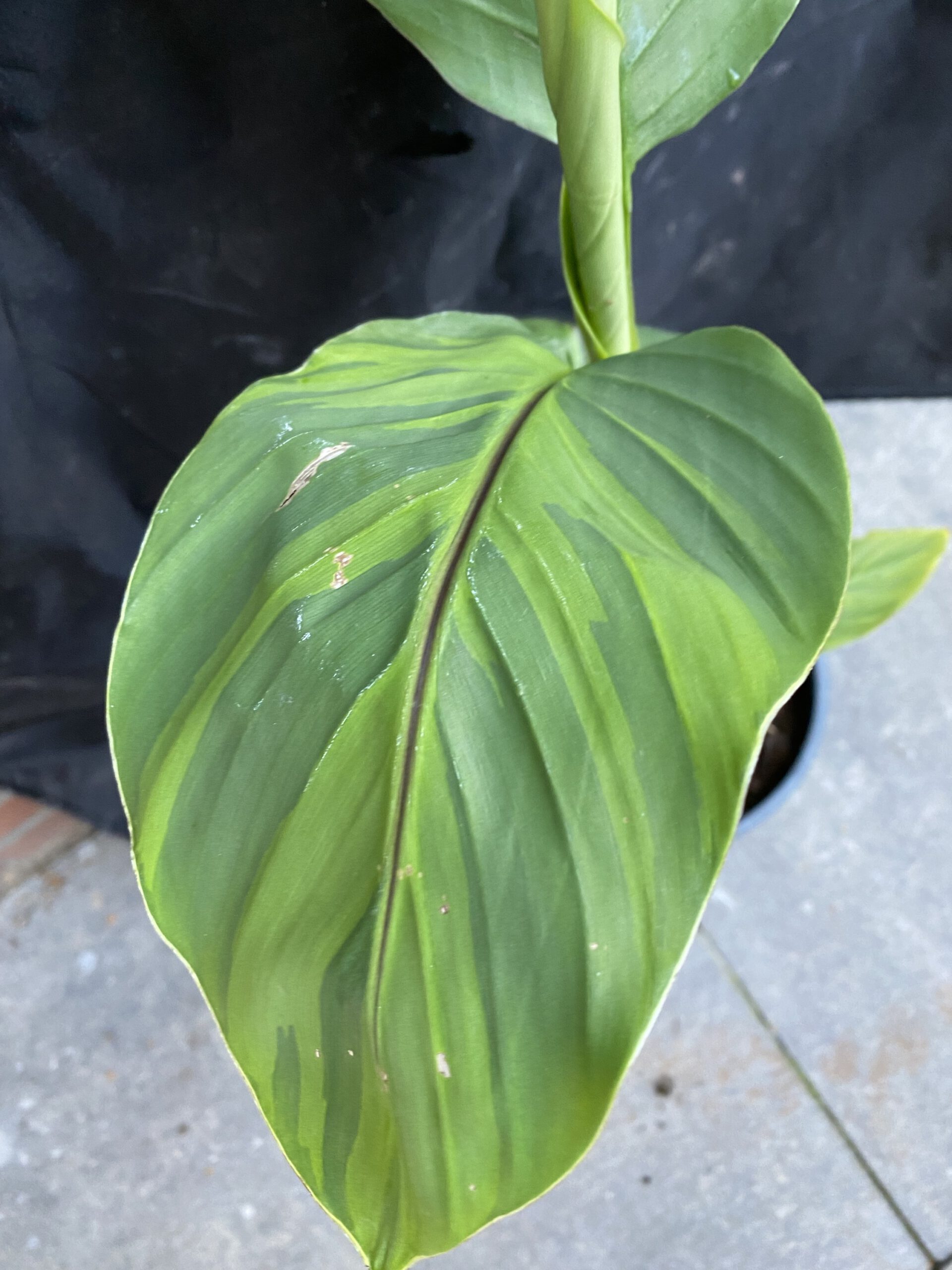 Musa
