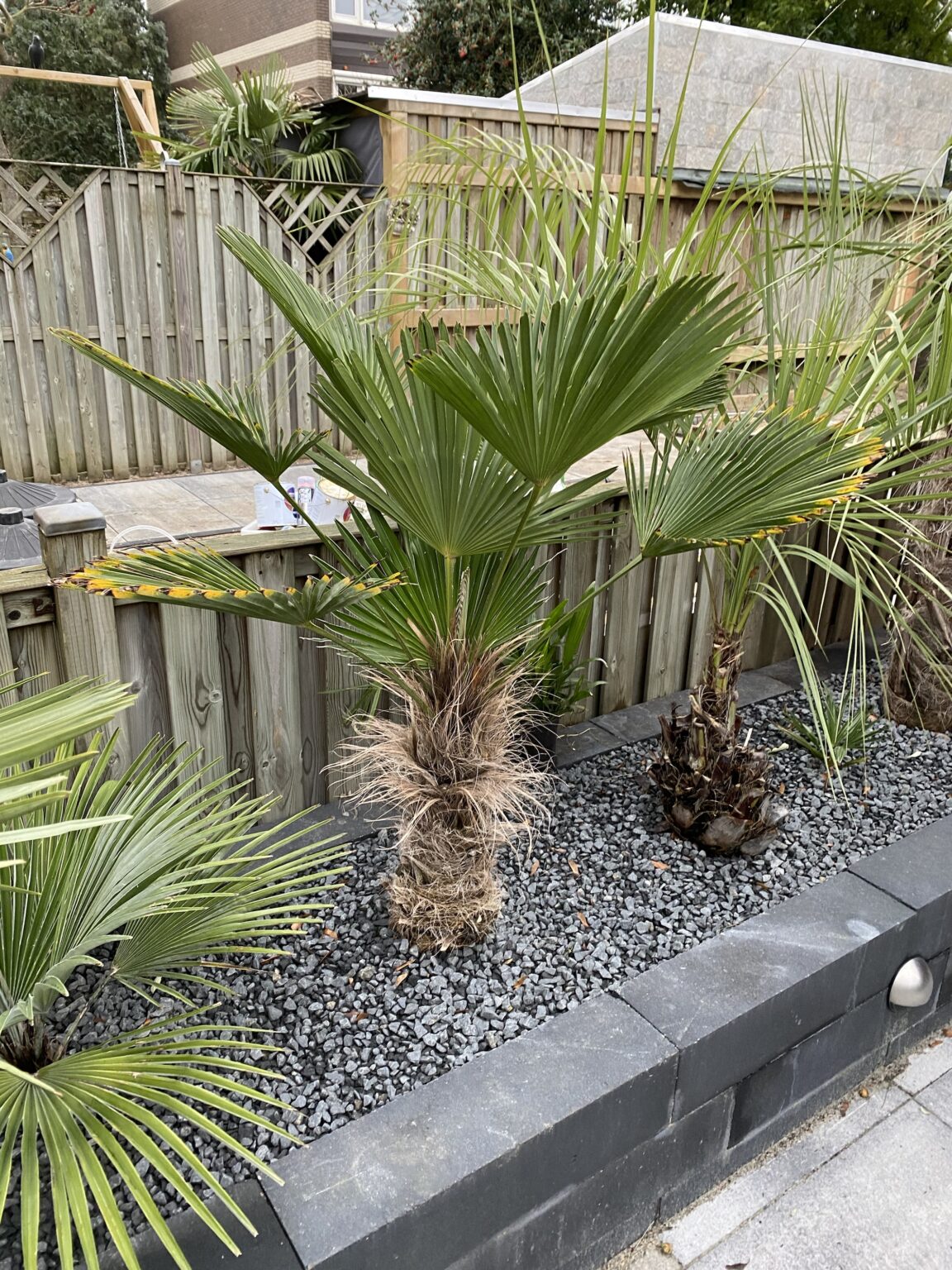 Trachycarpus wagnerianus - Gilian Plants