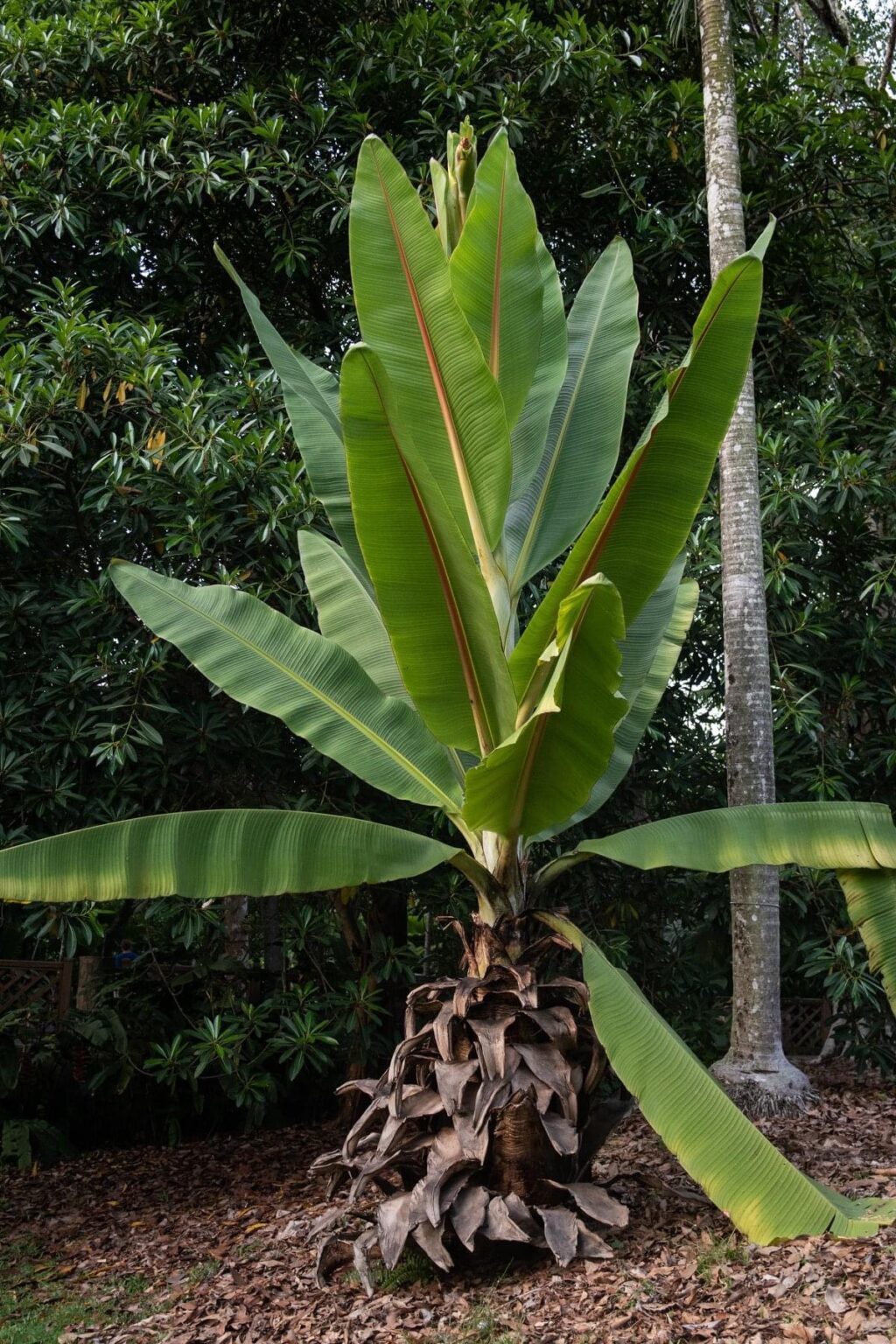 Ensete lecongkietii - Gilian Plants