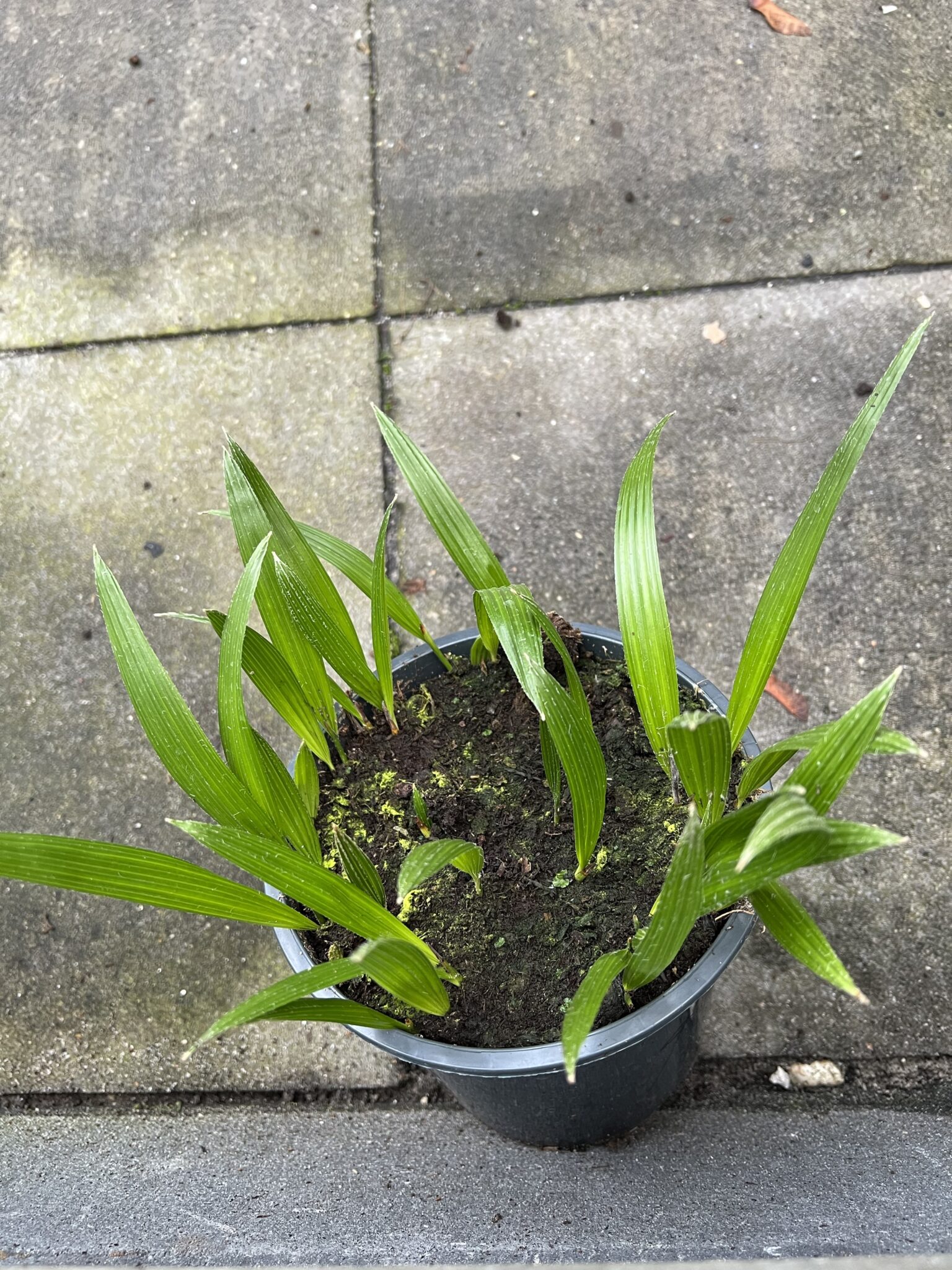 Trachycarpus martianus nepal form - Gilian Plants