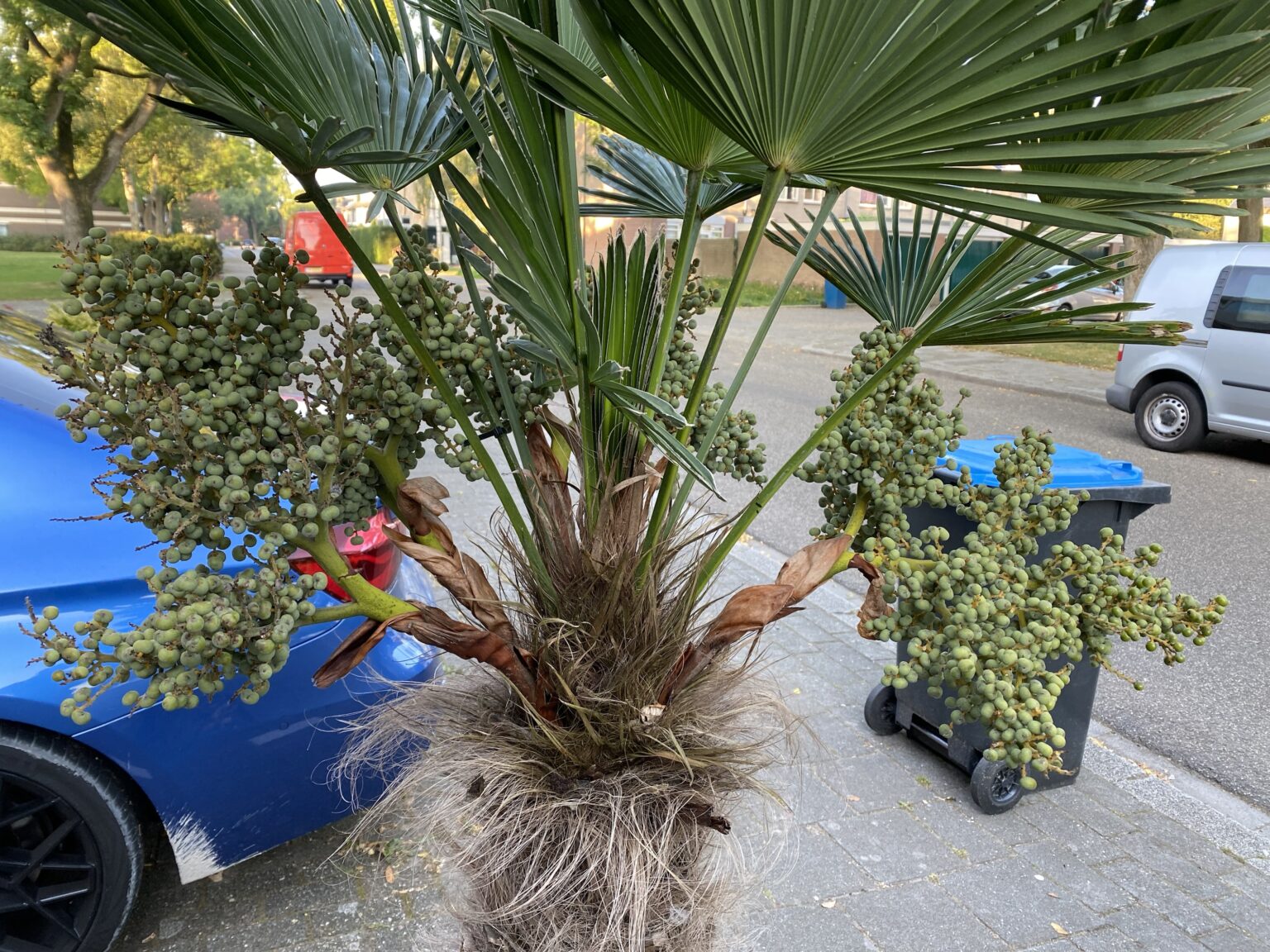 Trachycarpus wagnerianus x (nanusxwinsan) - Gilian Plants