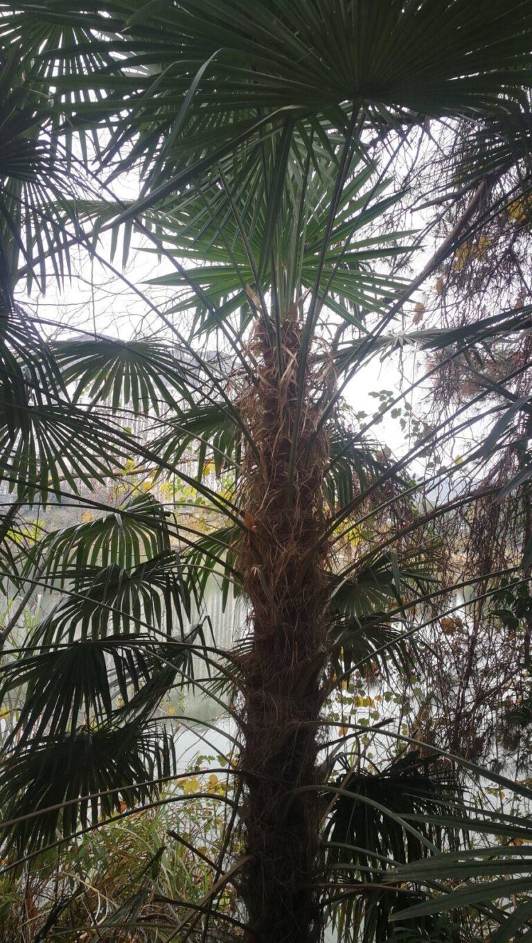 Trachycarpus winsan - Gilian Plants