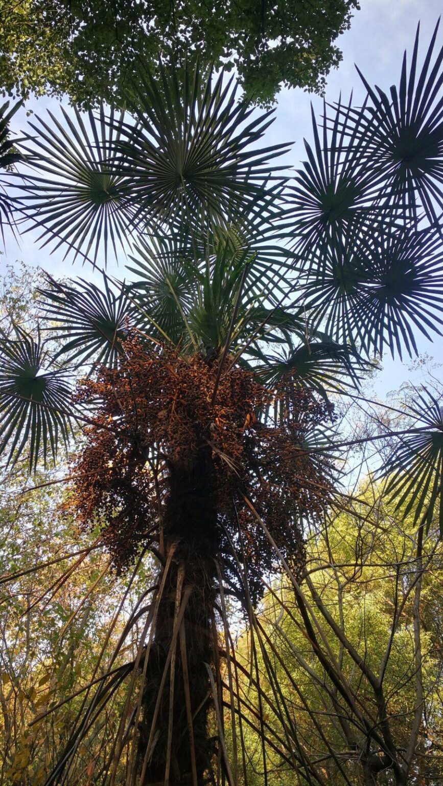 Trachycarpus winsan - Gilian Plants