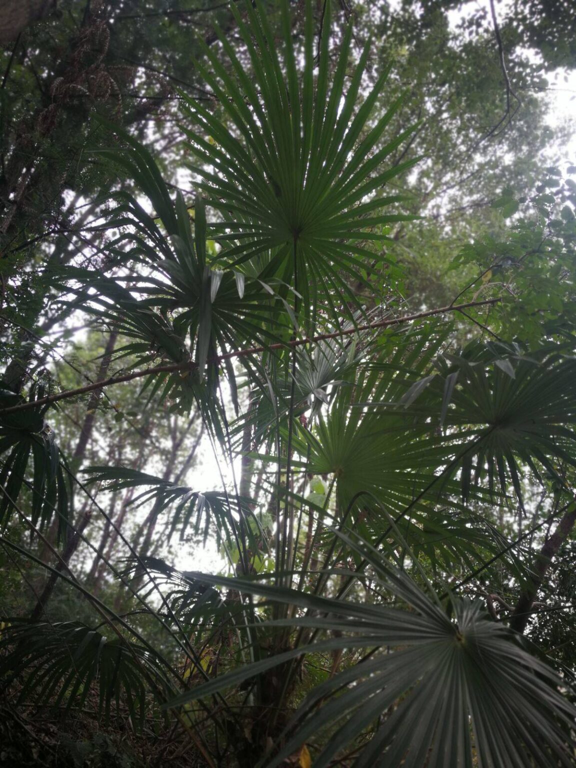 Trachycarpus winsan - Gilian Plants