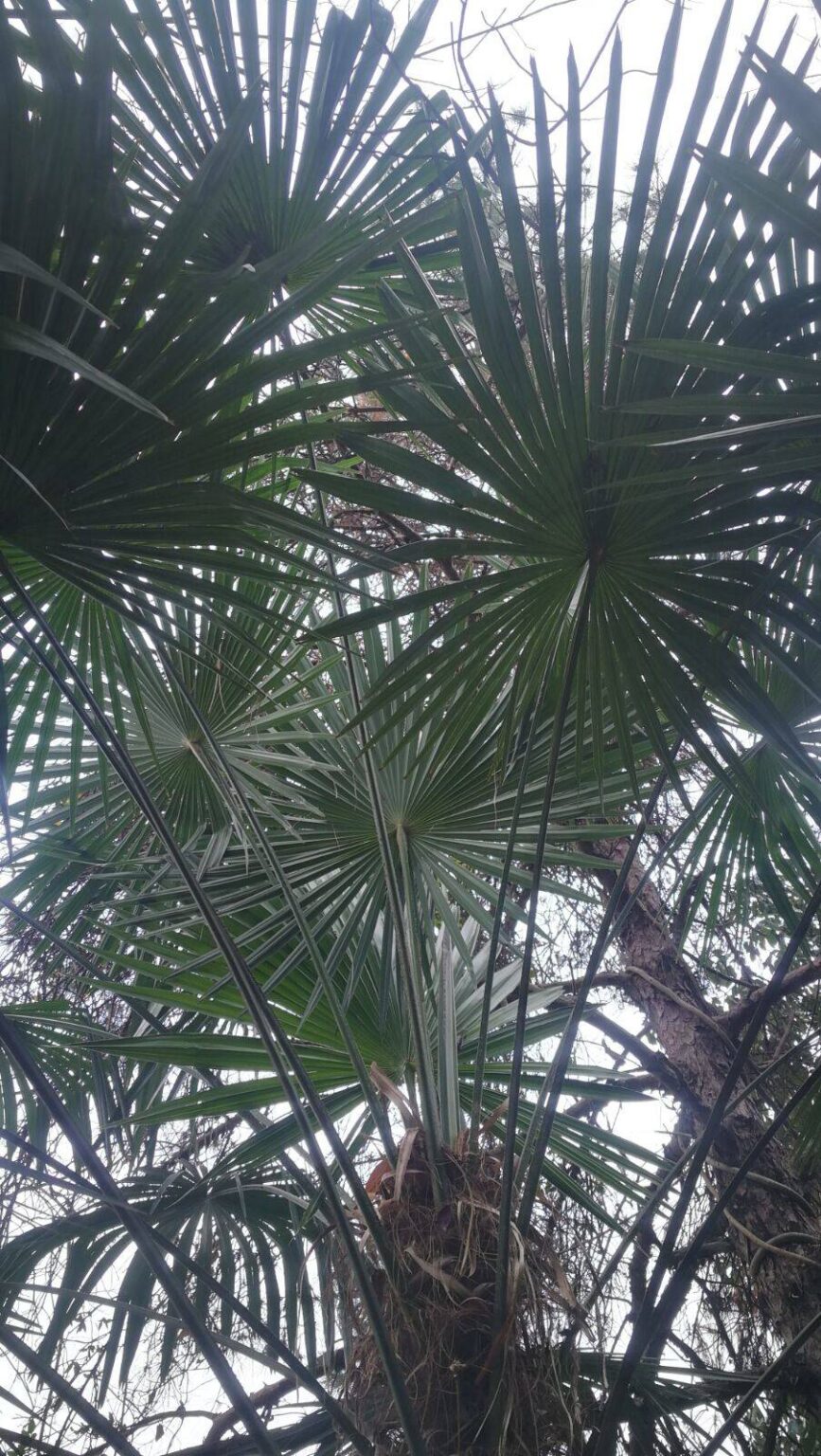 Trachycarpus winsan - Gilian Plants