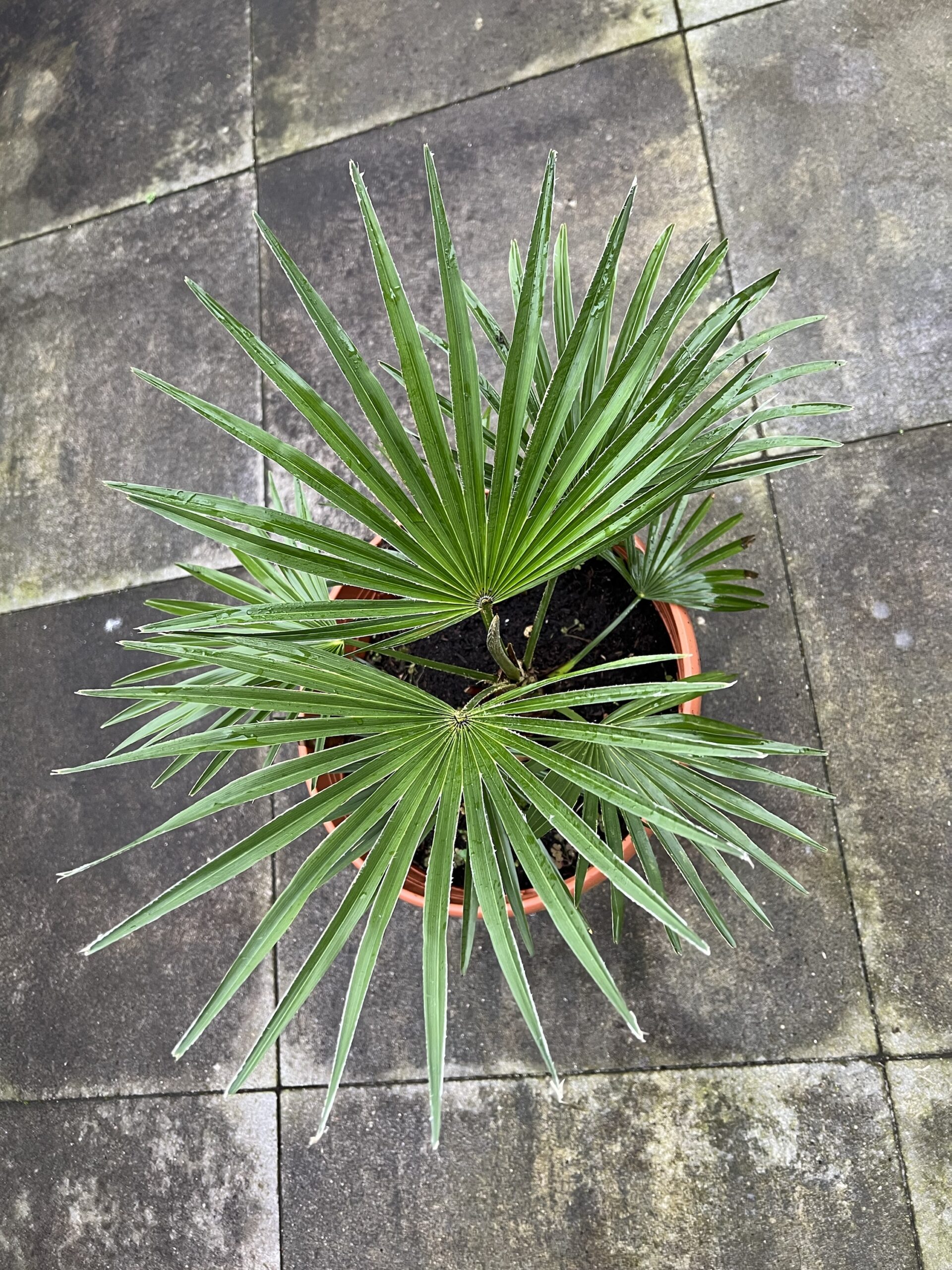 Trachycarpus princeps x wagnerianus - Gilian Plants