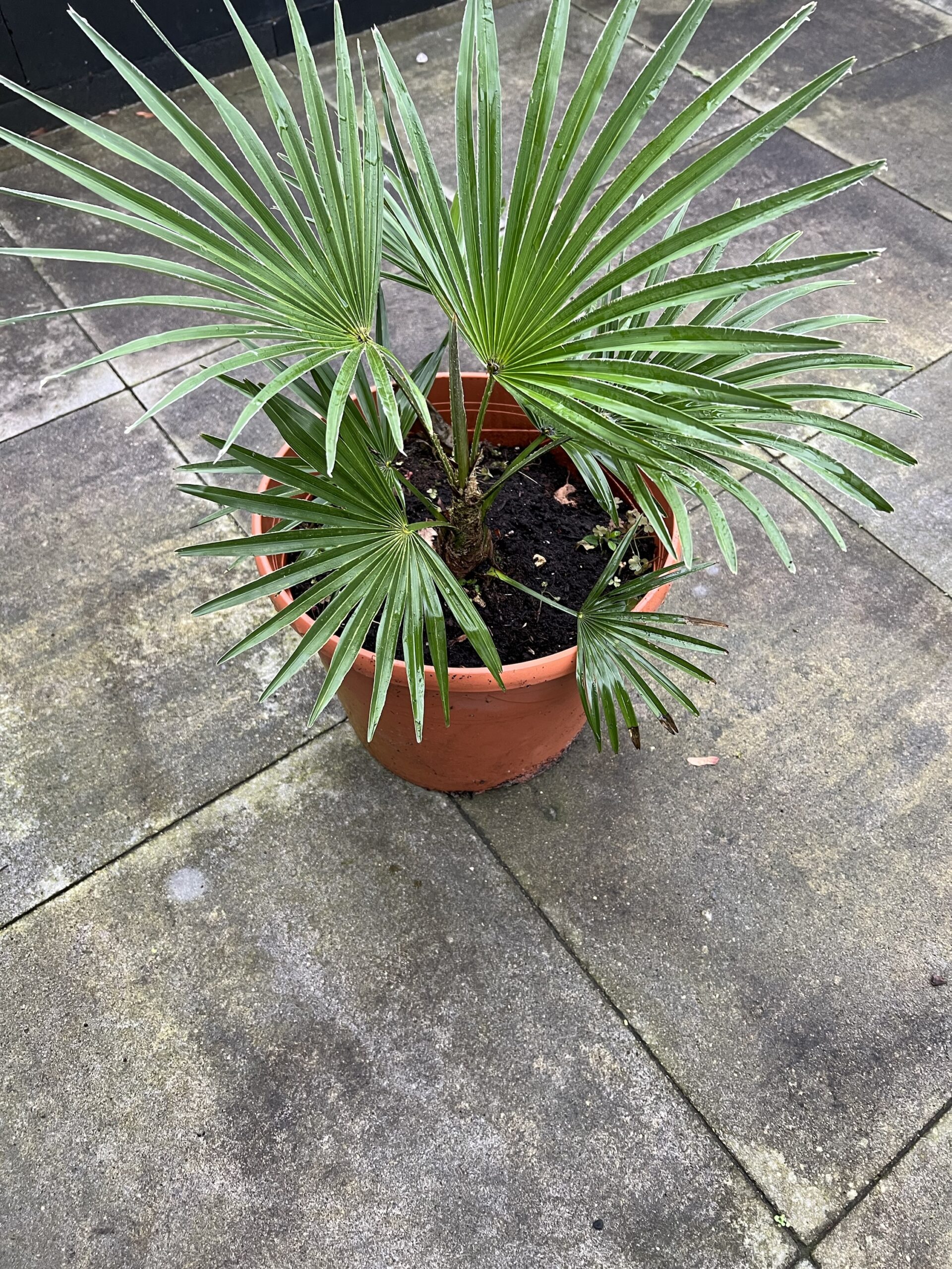 Trachycarpus princeps x wagnerianus - Gilian Plants