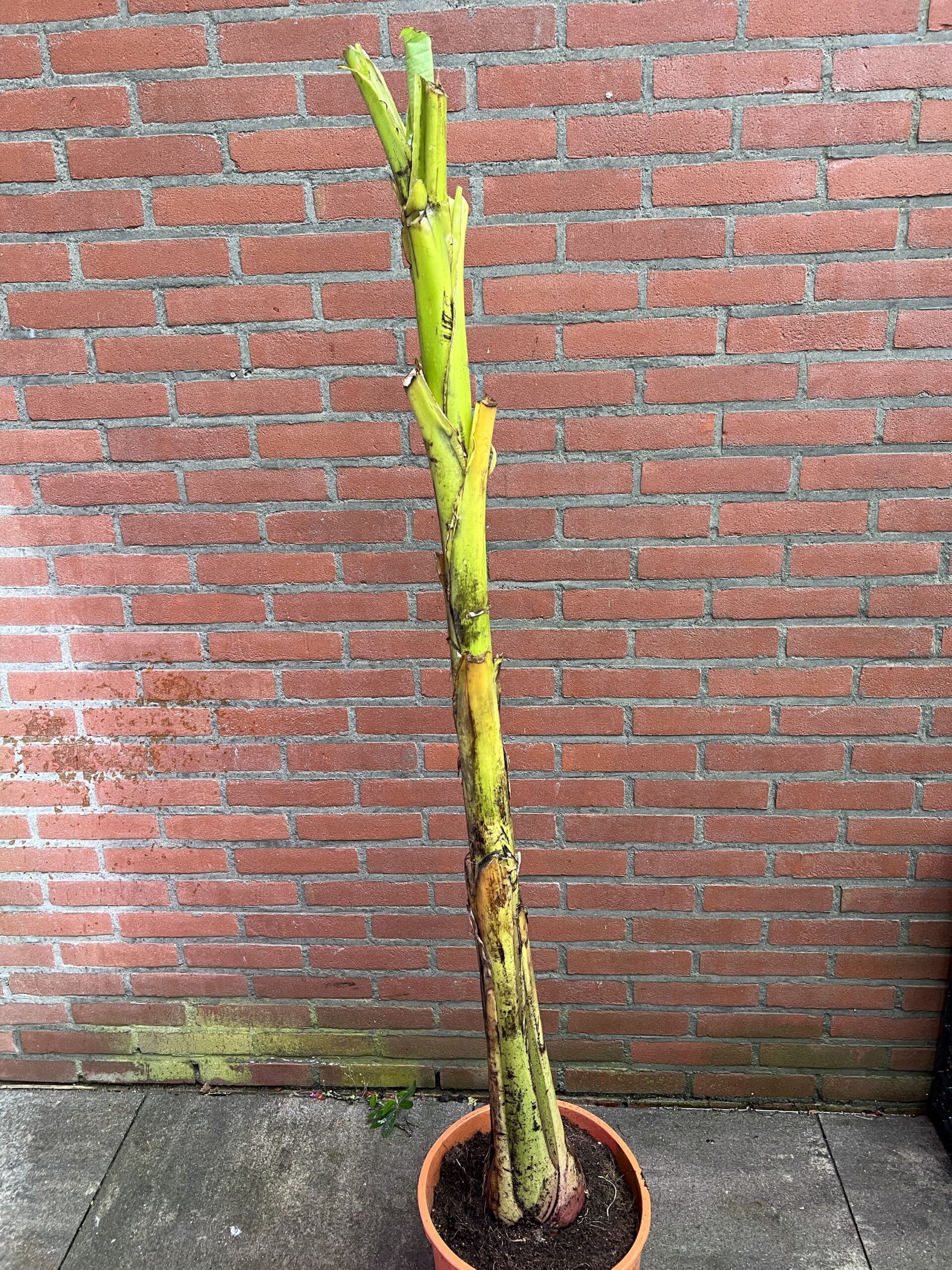 Musa Basjoo XXL large plant +- 1.8 meters tall - Gilian Plants