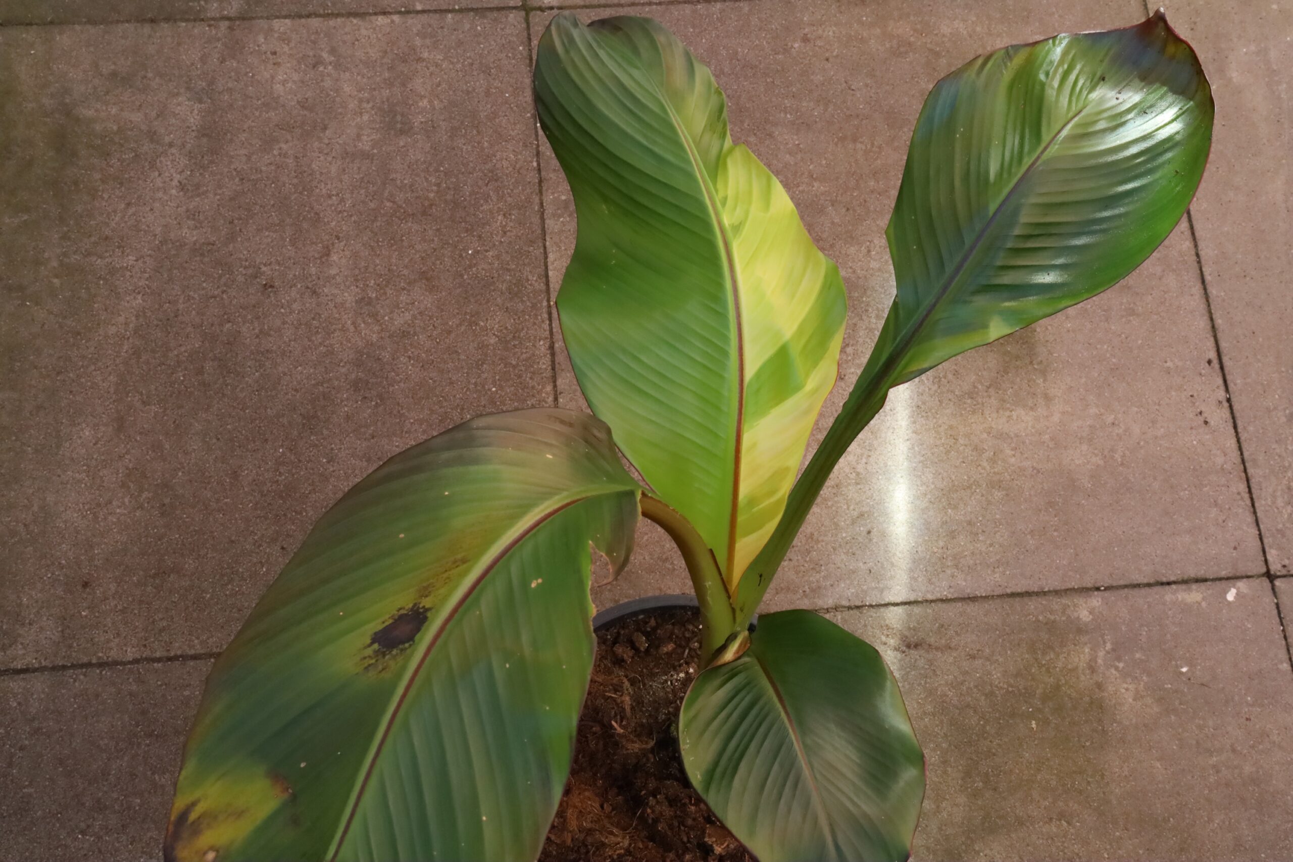 Gilian Plants | Specialist in germination of rare exotic plants