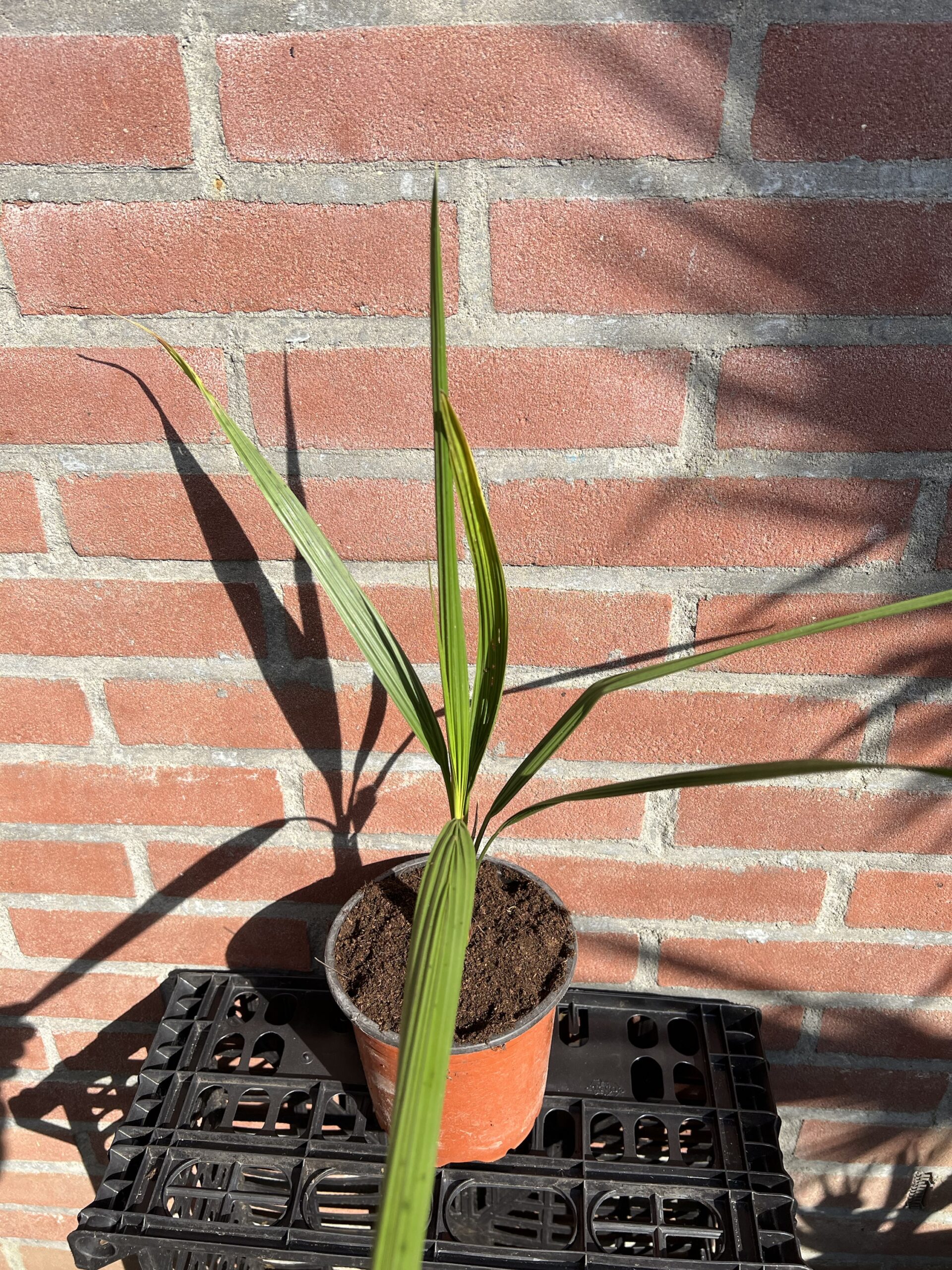 Butia capitata - Gilian Plants