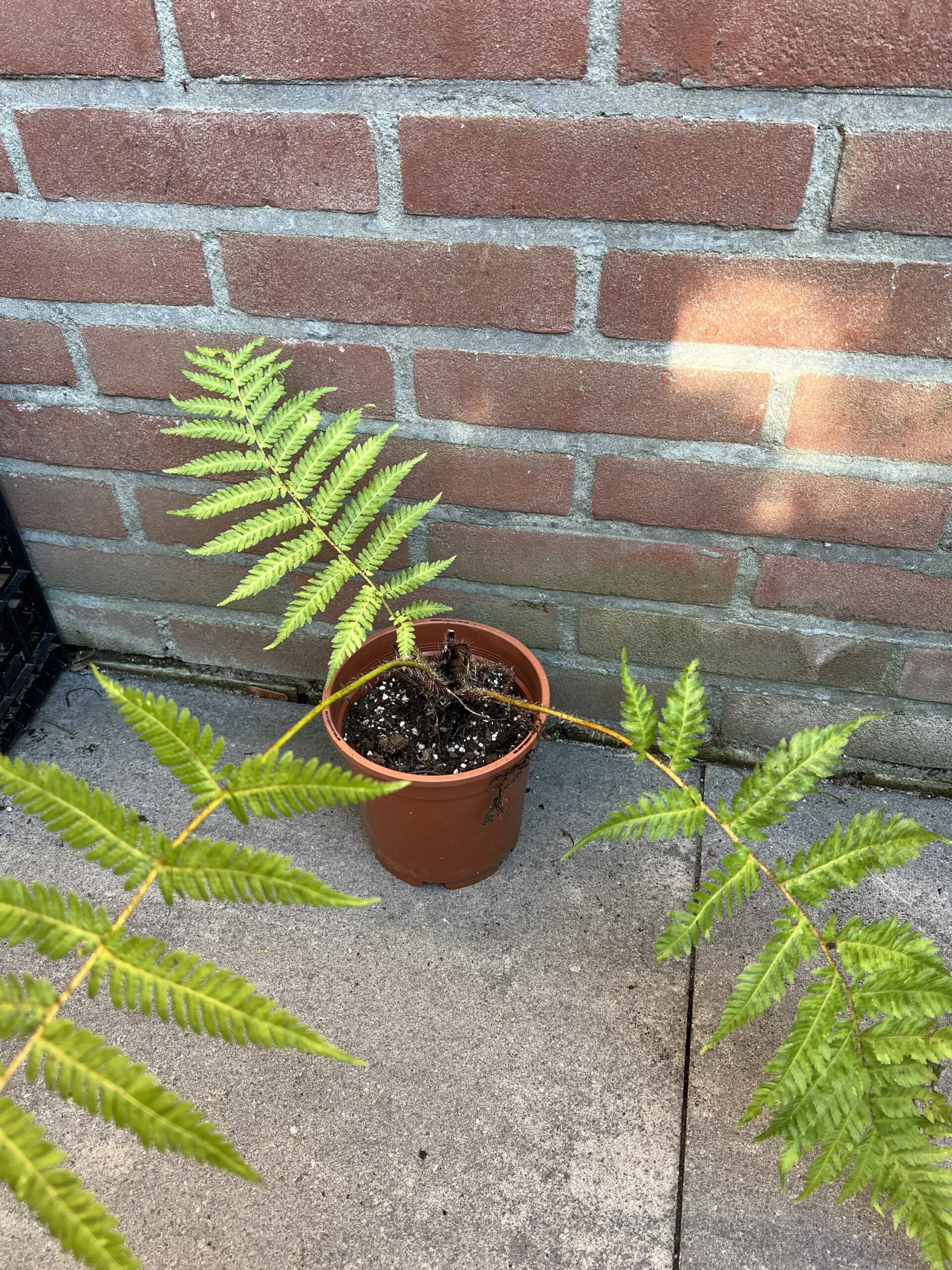 Gilian Plants | Specialist in germination of rare exotic plants