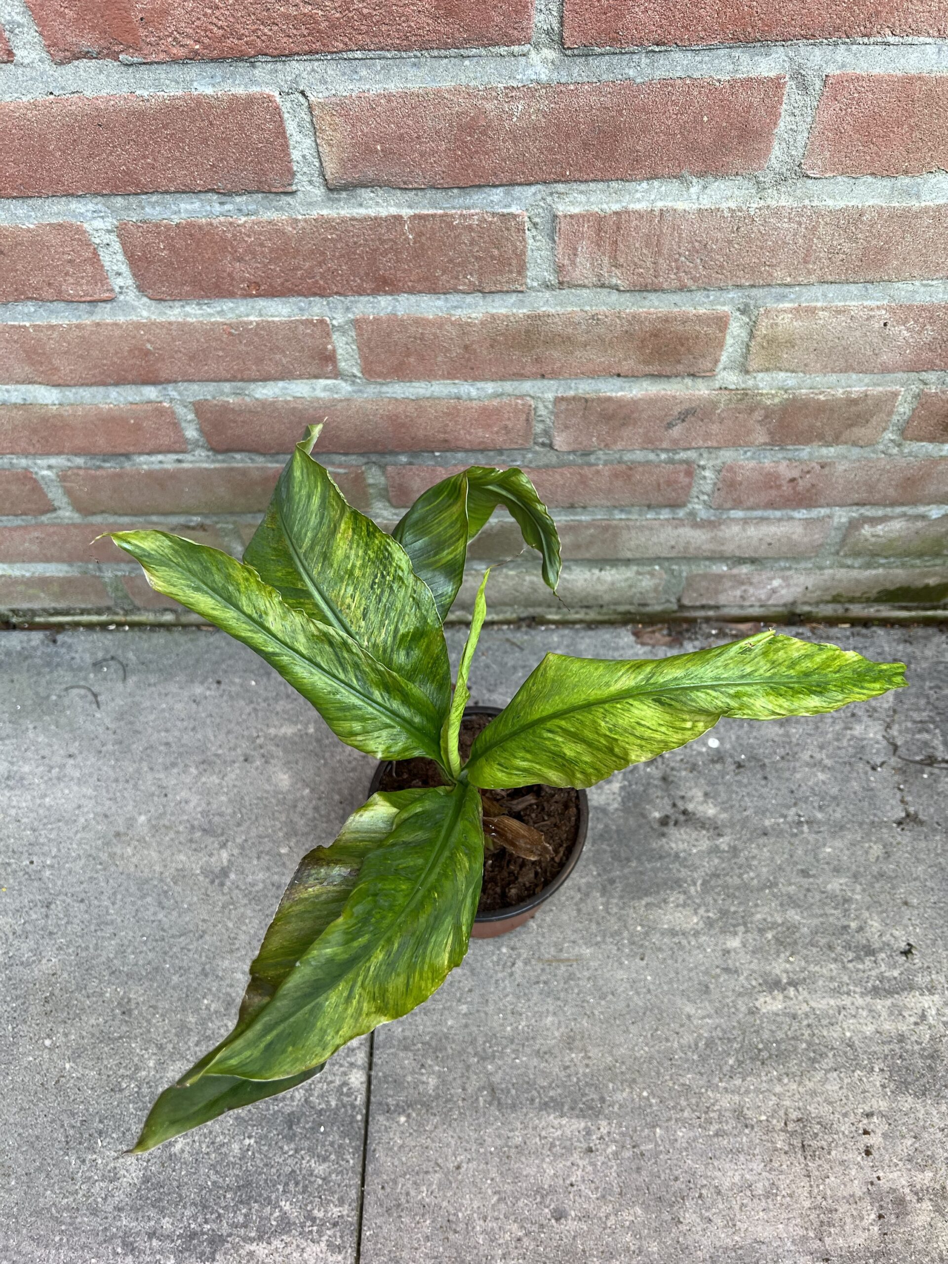 Gilian Plants | Specialist in germination of rare exotic plants