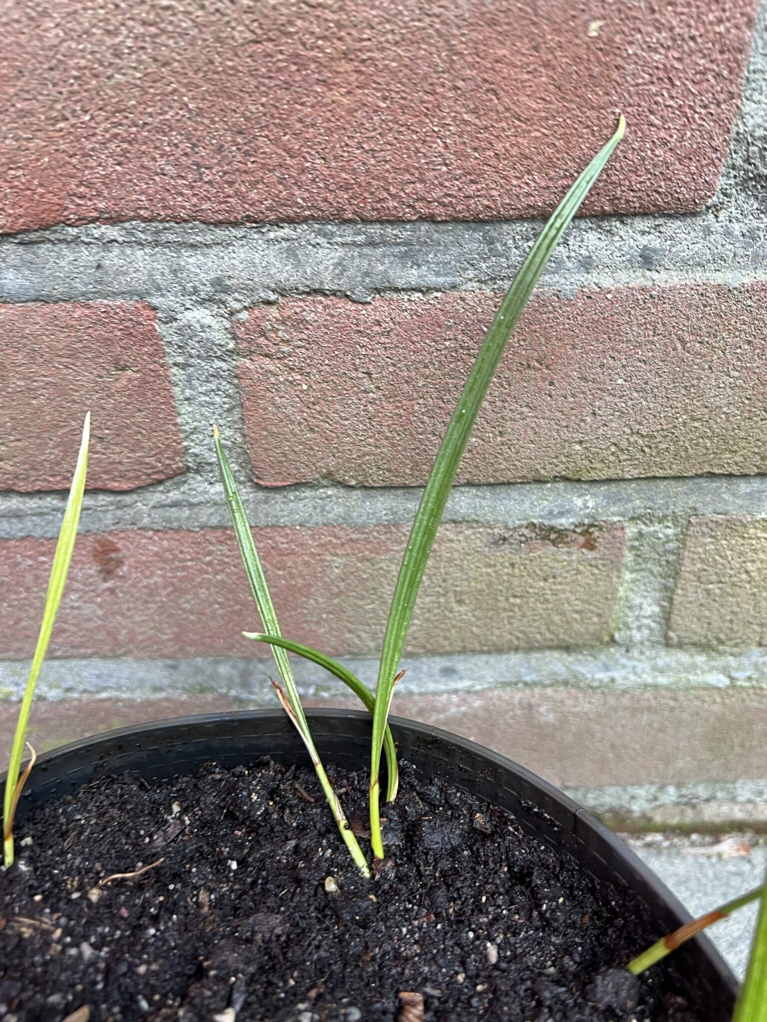 Syagrus cerqueirana - Gilian Plants