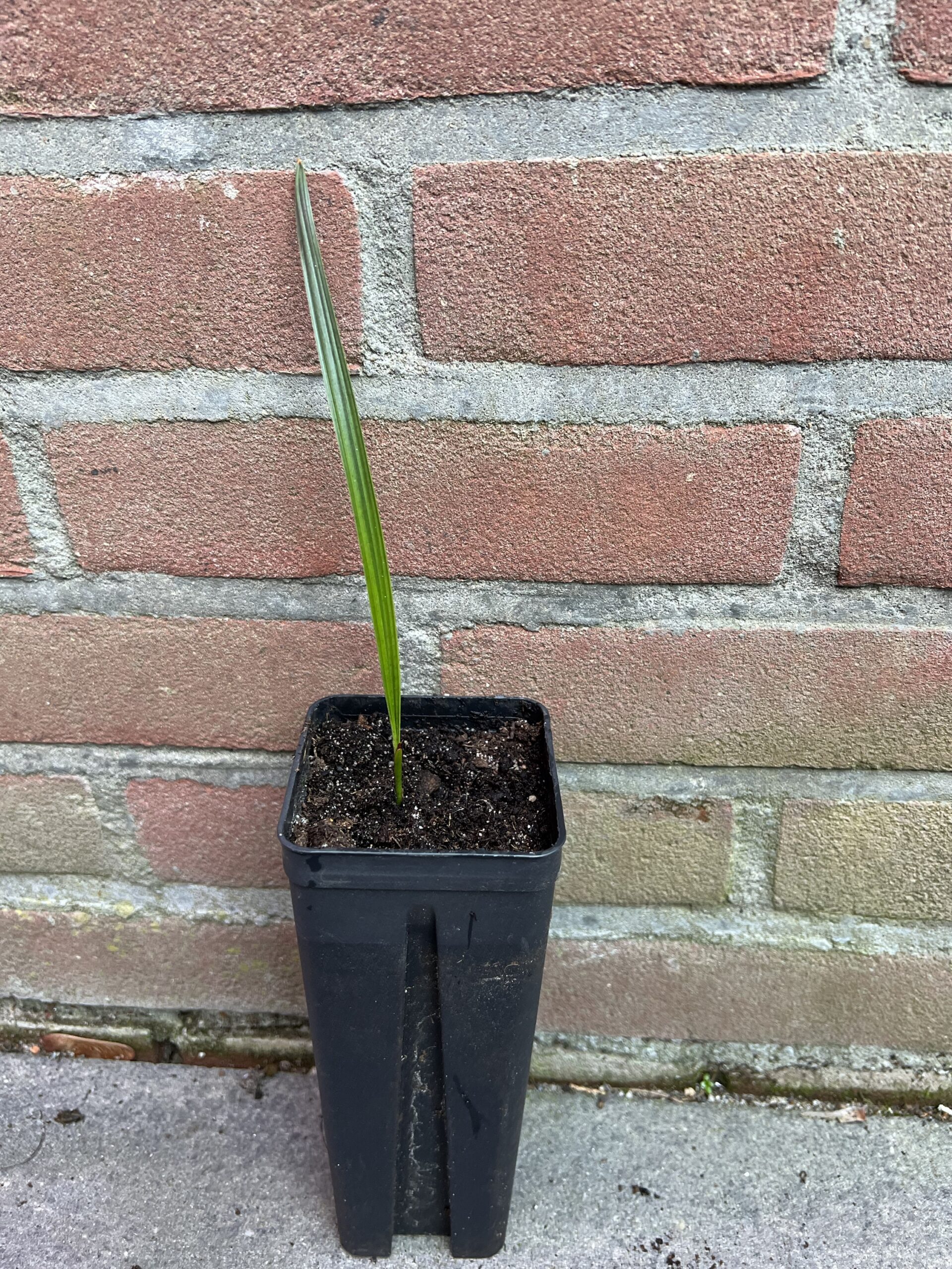 Syagrus werdermanii - Gilian Plants