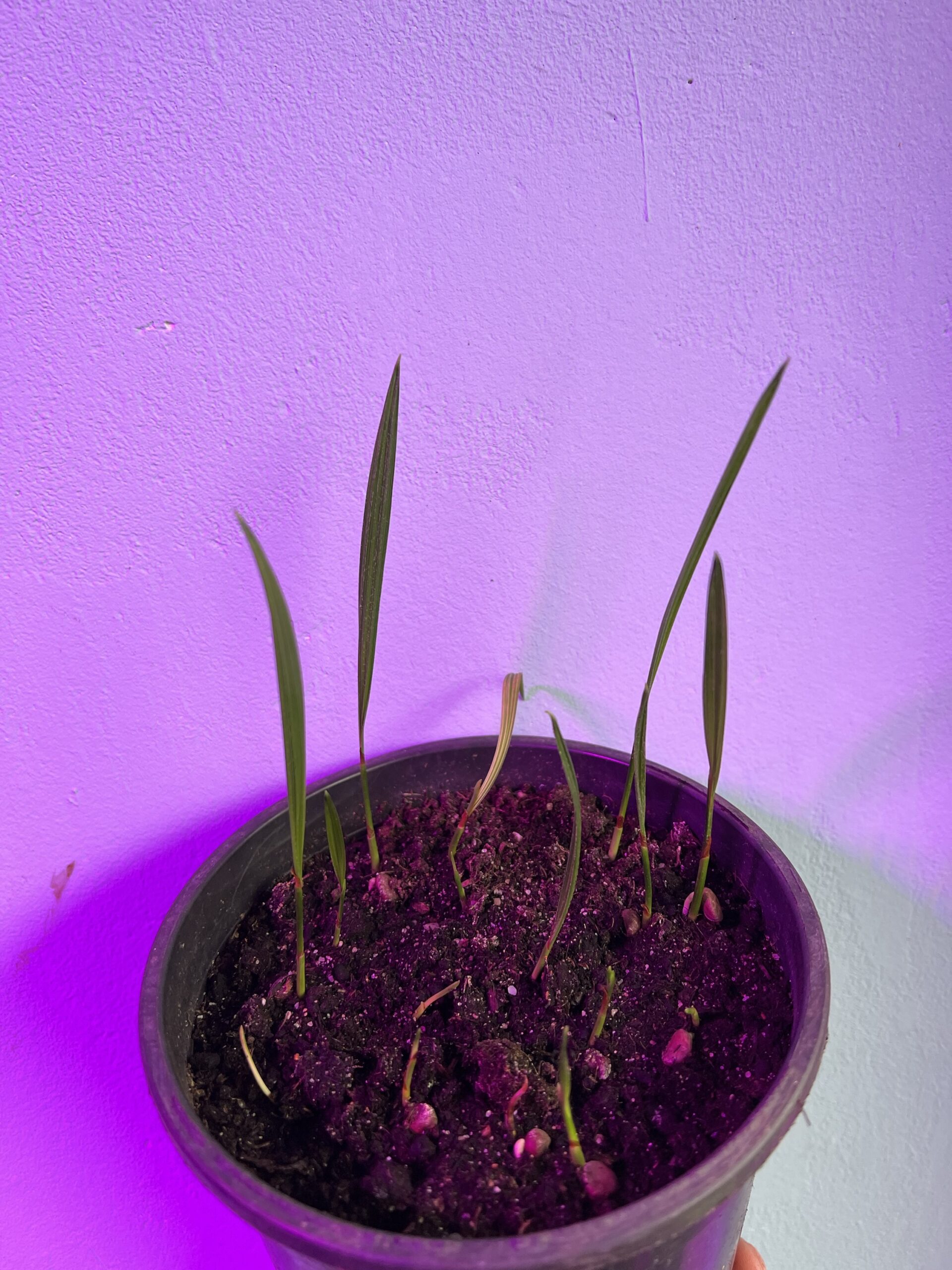 Jubutia F3 X Syagrus romanzaffiana - jubutiagrus - Gilian Plants