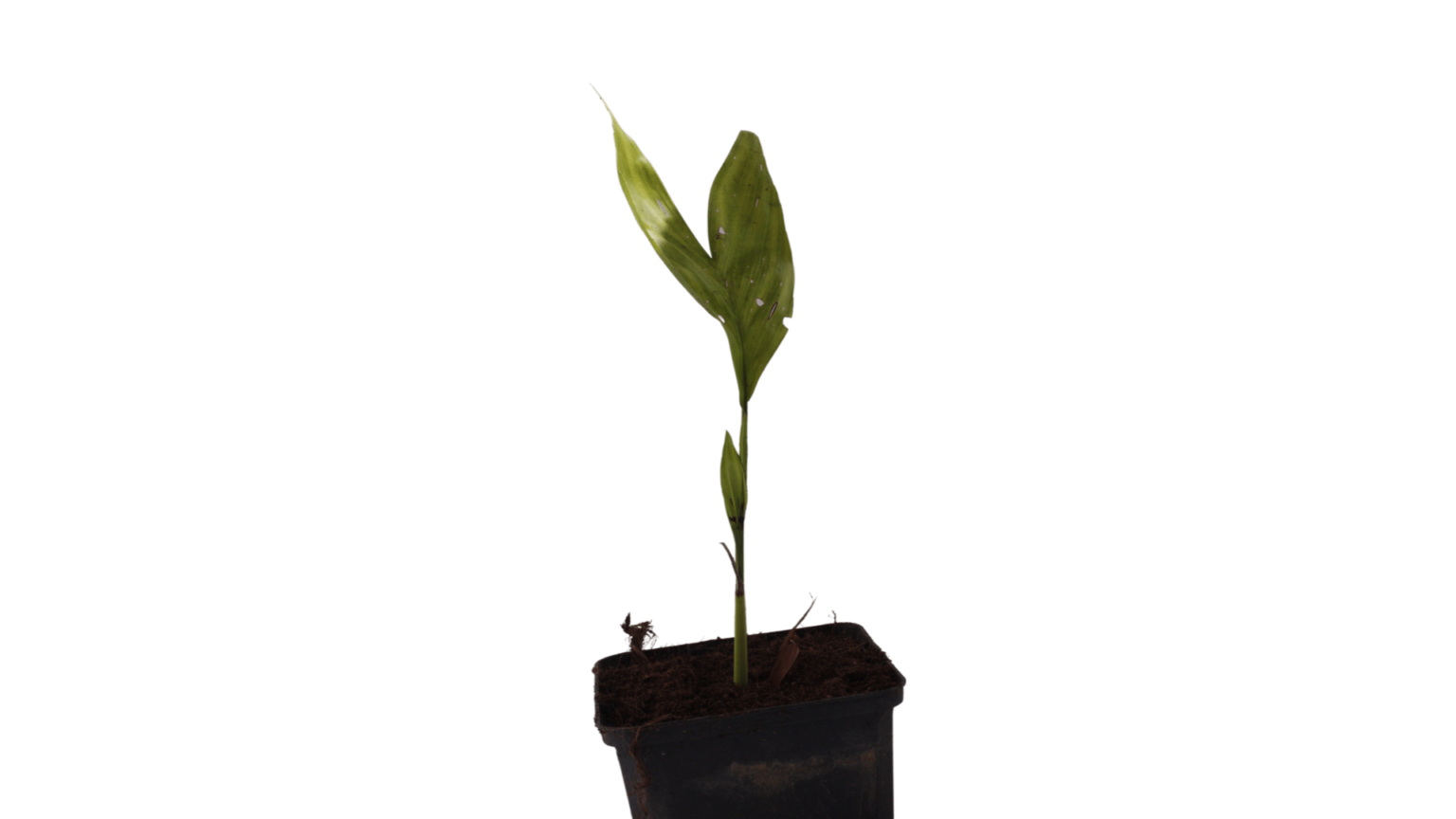 Chamaedorea tepejilote - Gilian Plants