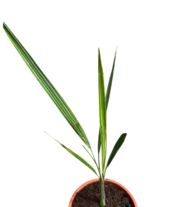 Palms - Gilian Plants