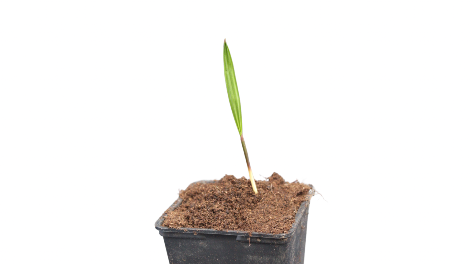 Chamaerops humilis - Gilian Plants