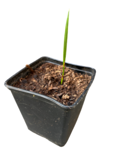 Jubutia F3 X Syagrus romanzaffiana - jubutiagrus - Gilian Plants