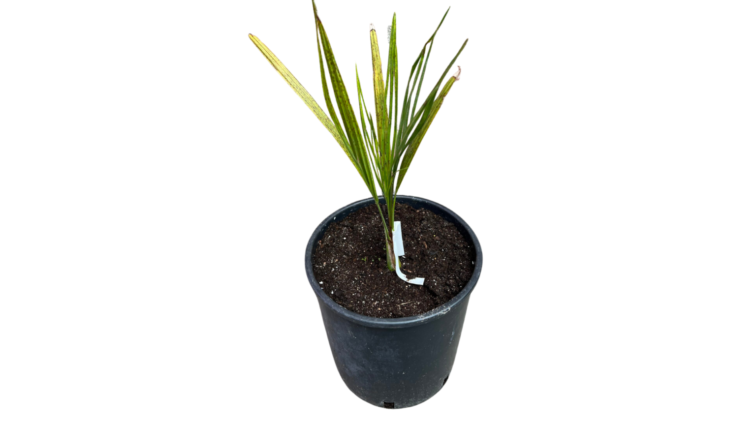 Butiagrus - Butia lallemantii x syagrus romanzoffiana - Gilian Plants