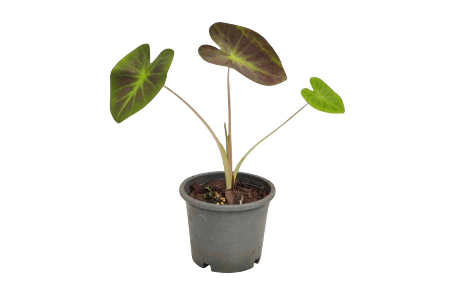 Colocasia esculenta Aloha - Gilian Plants