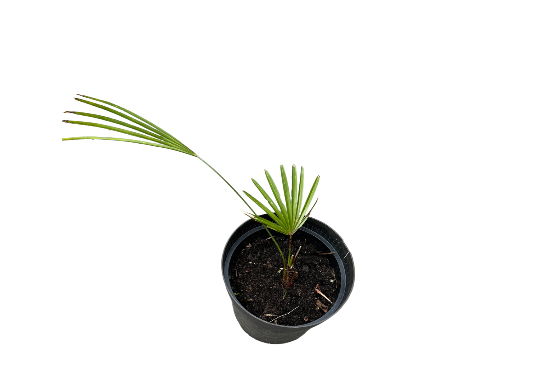 Trachycarpus princeps - Gilian Plants