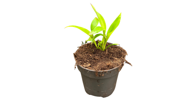 Ensete superbum - Gilian Plants