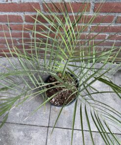 Palms - Gilian Plants