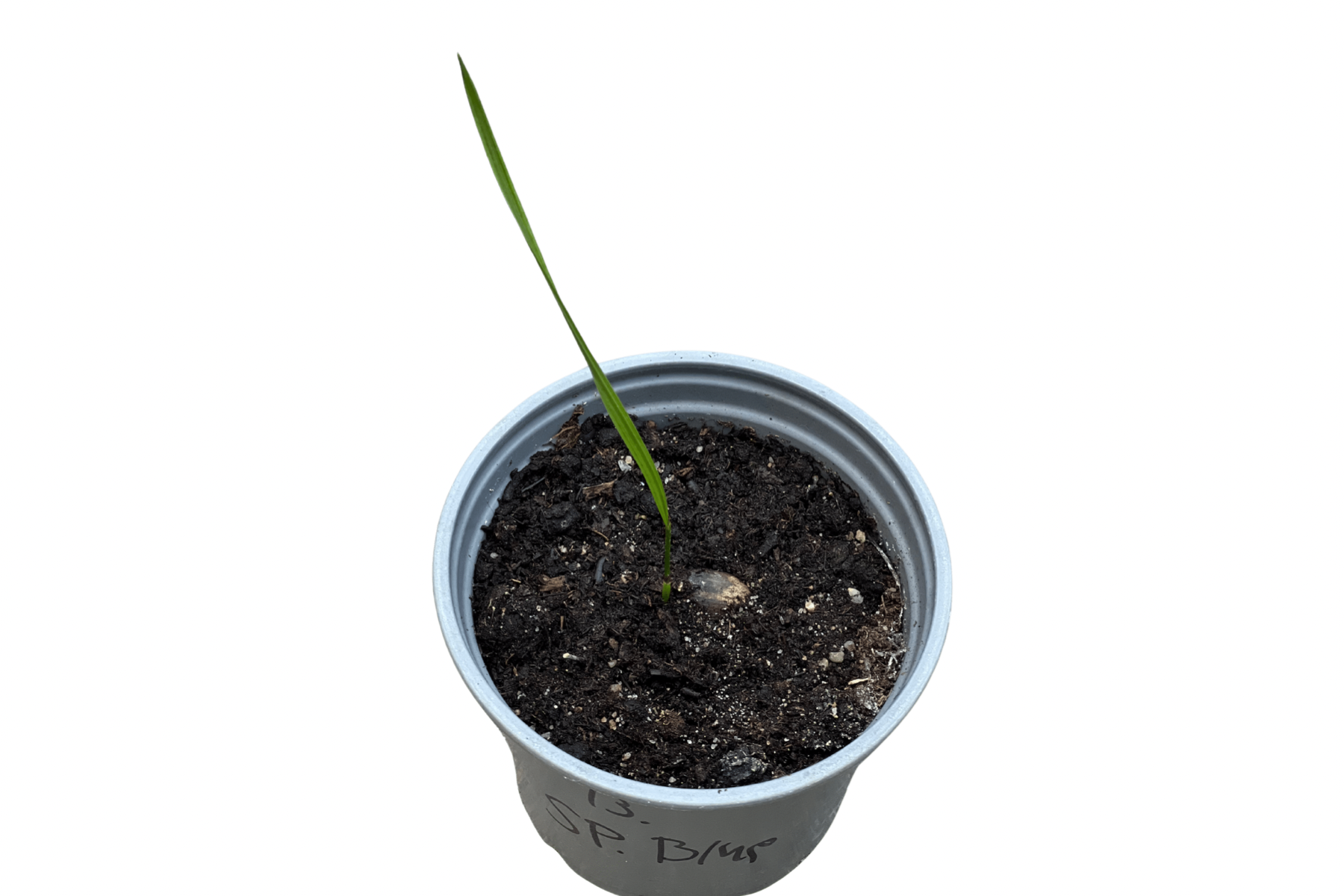 Butia sp blue - Gilian Plants