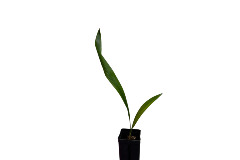 Syagrus macrocarpa - Gilian Plants