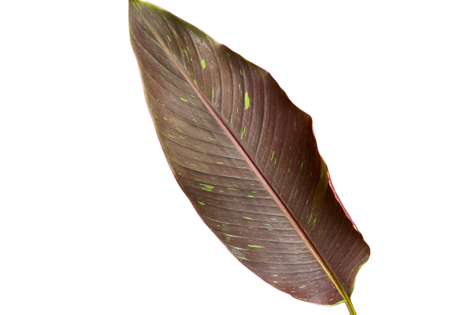 Musa siam ruby - Gilian Plants