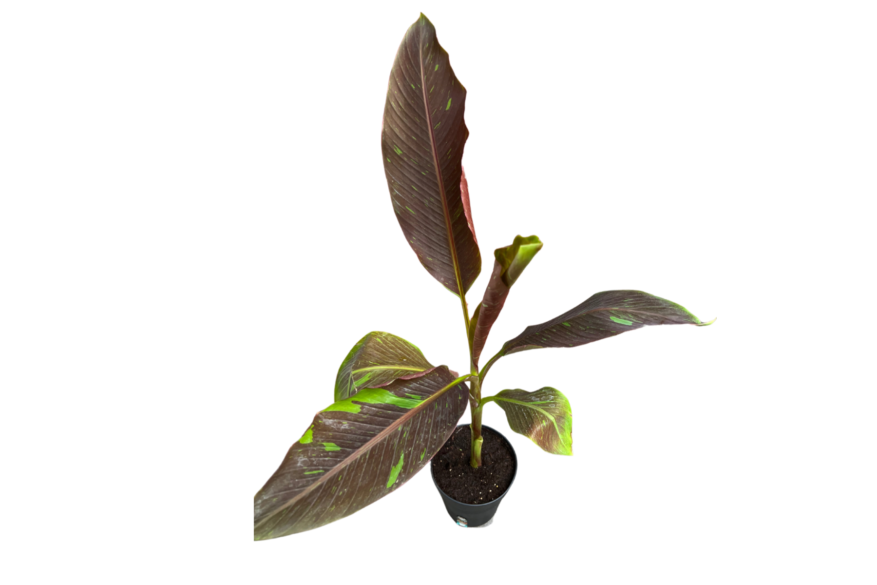 Musa siam ruby - Gilian Plants