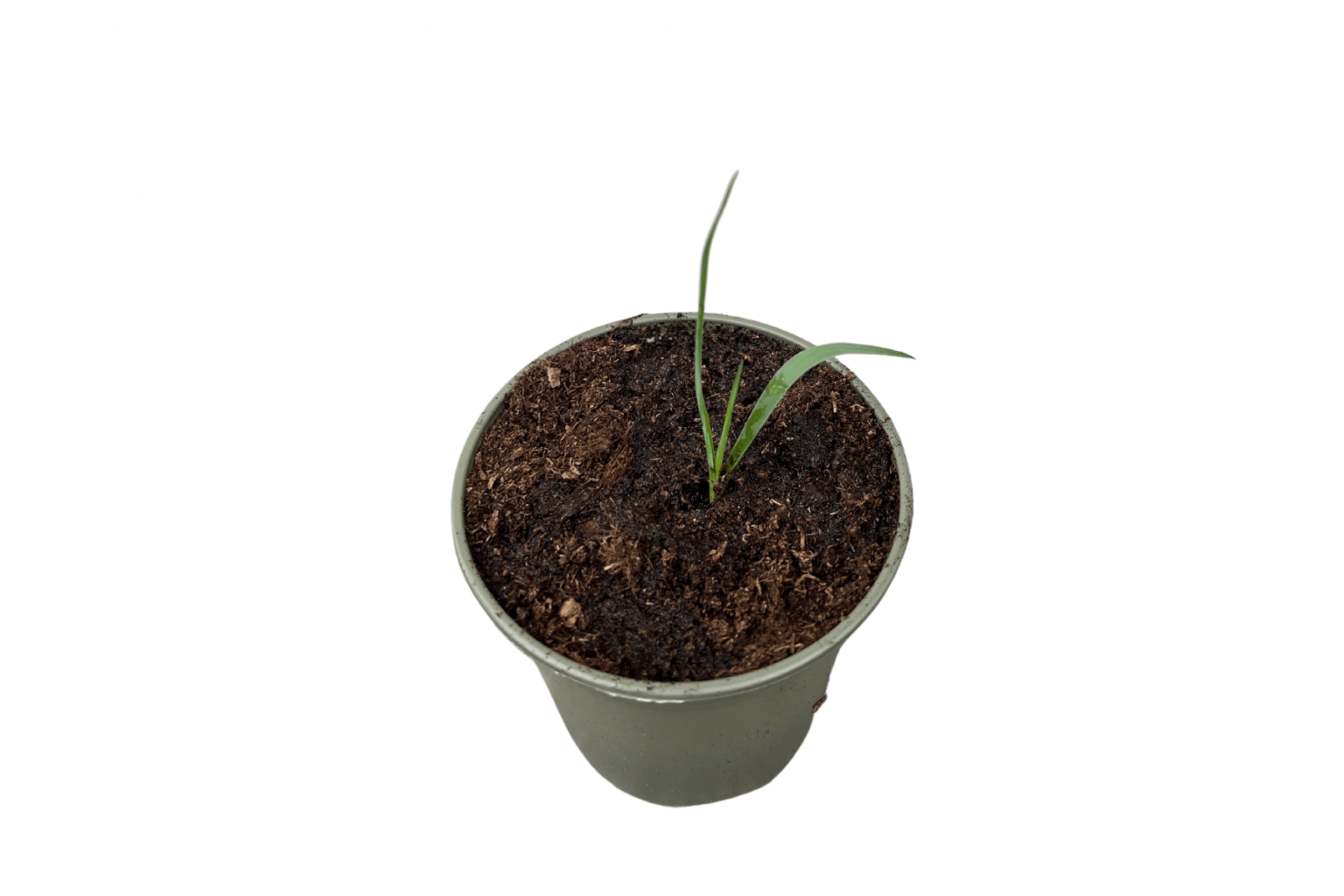 Yucca arkansana - Gilian Plants