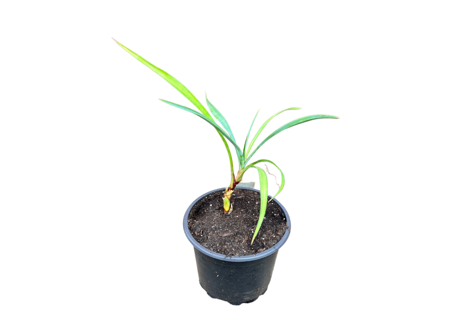 Yucca linearifolia x gloriosa - Gilian Plants