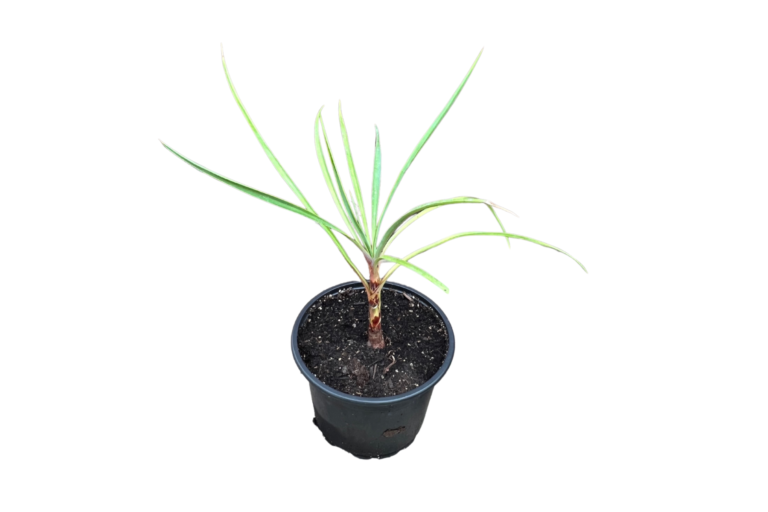 Yucca linearifolia x filata - Gilian Plants