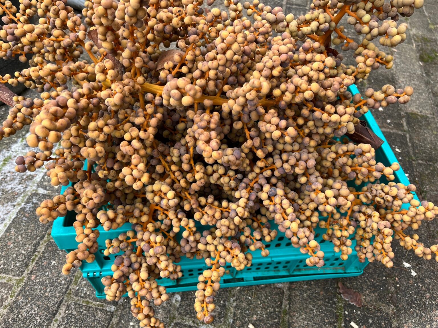 Trachycarpus nova x princeps new form - Gilian Plants