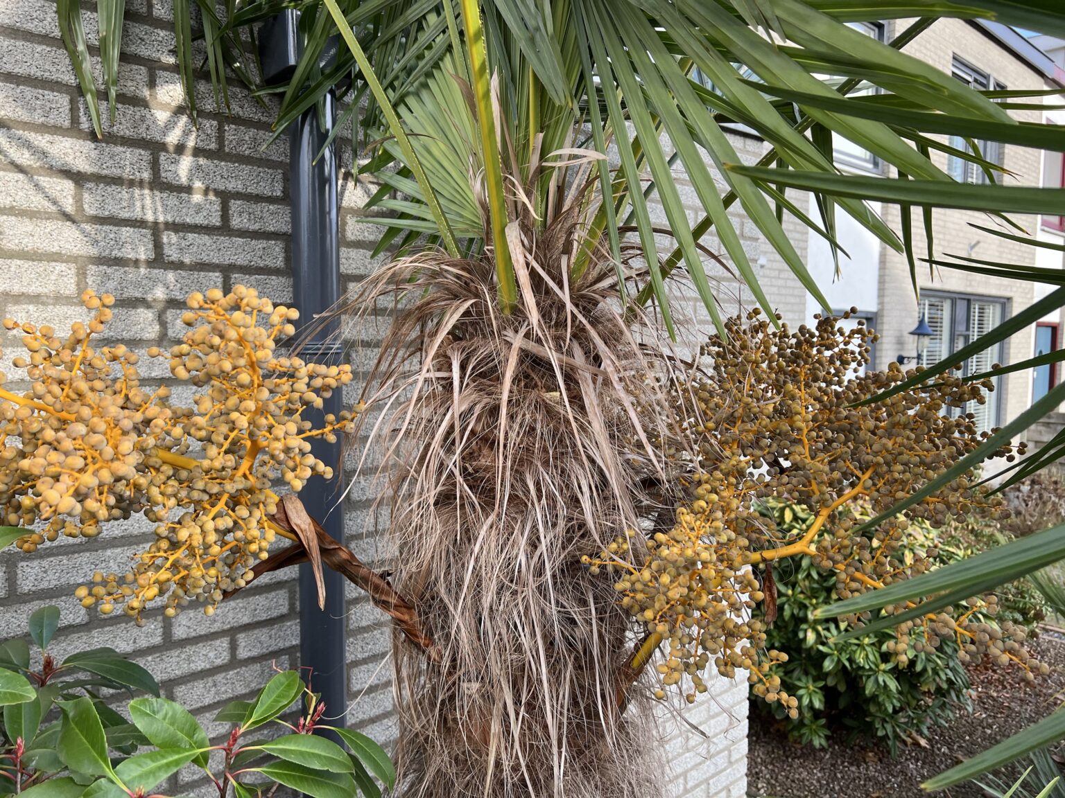 Trachycarpus kumaon x princeps new form - Gilian Plants