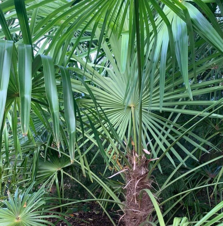 Trachycarpus winsan x princeps stone gate - Gilian Plants