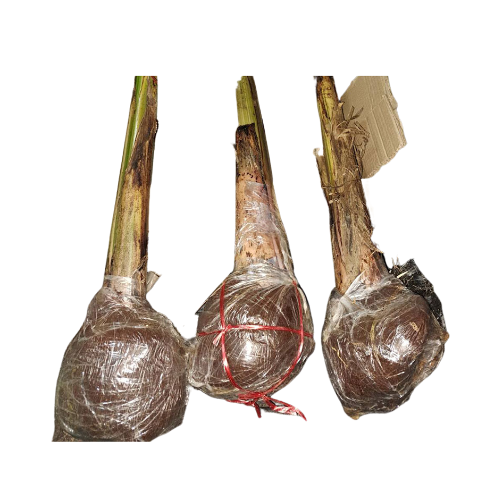 Musa acuminata colla variegated - Gilian Plants