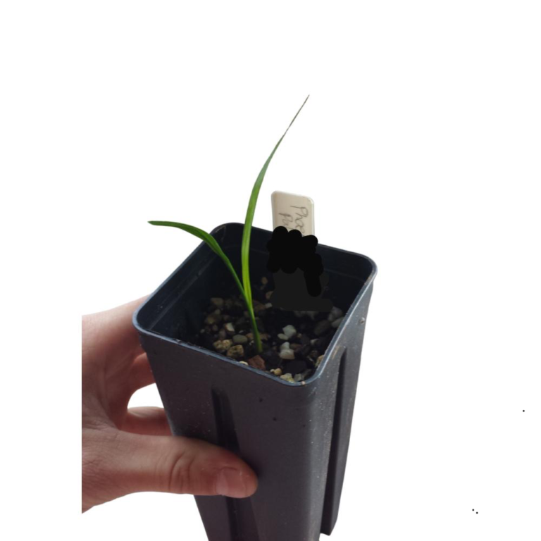 Phoenix pusilla - Gilian Plants