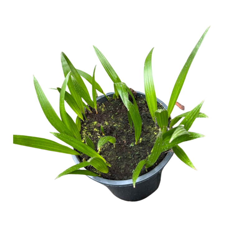 10x Trachycarpus martianus nepal form - Gilian Plants