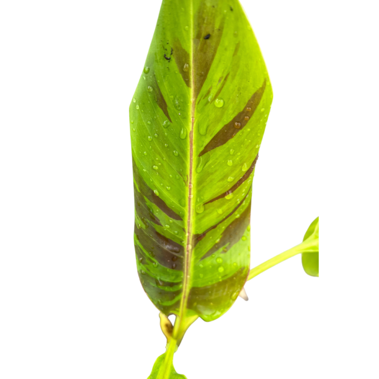 Musa sikkimensis red tiger - Gilian Plants