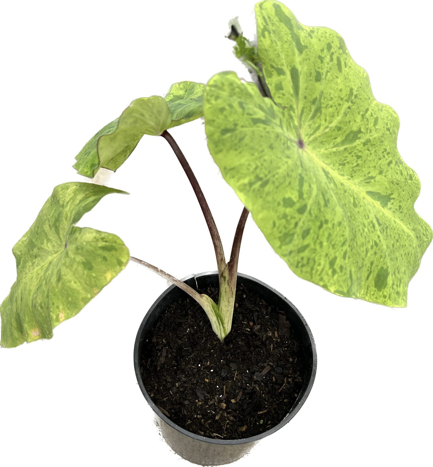 Colocasia esculenta mojito - Gilian Plants