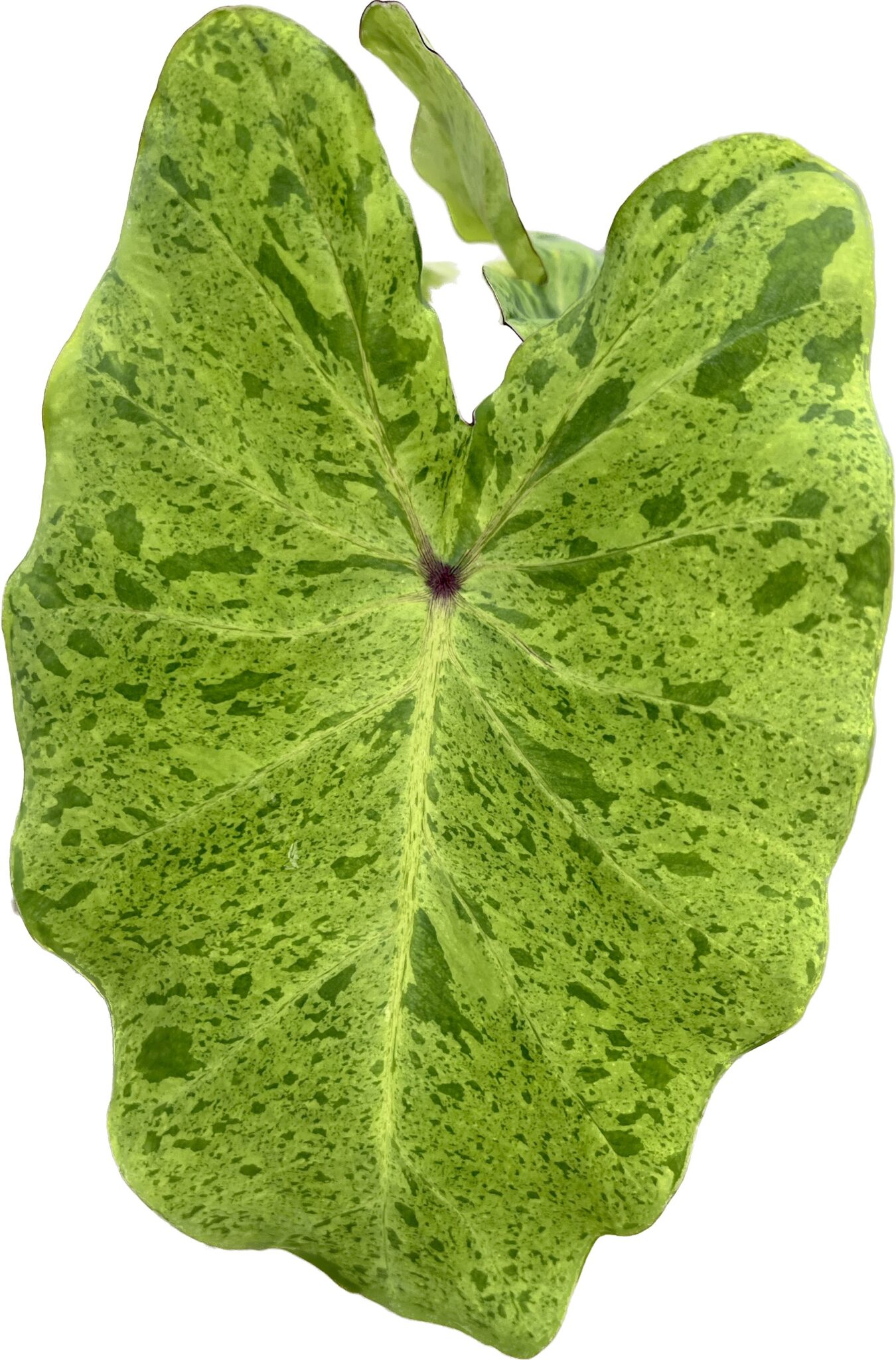 Colocasia esculenta mojito - Gilian Plants