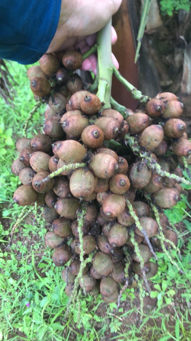 Syagrus glaucescens x Syagrus lorenzoniorum - Gilian Plants