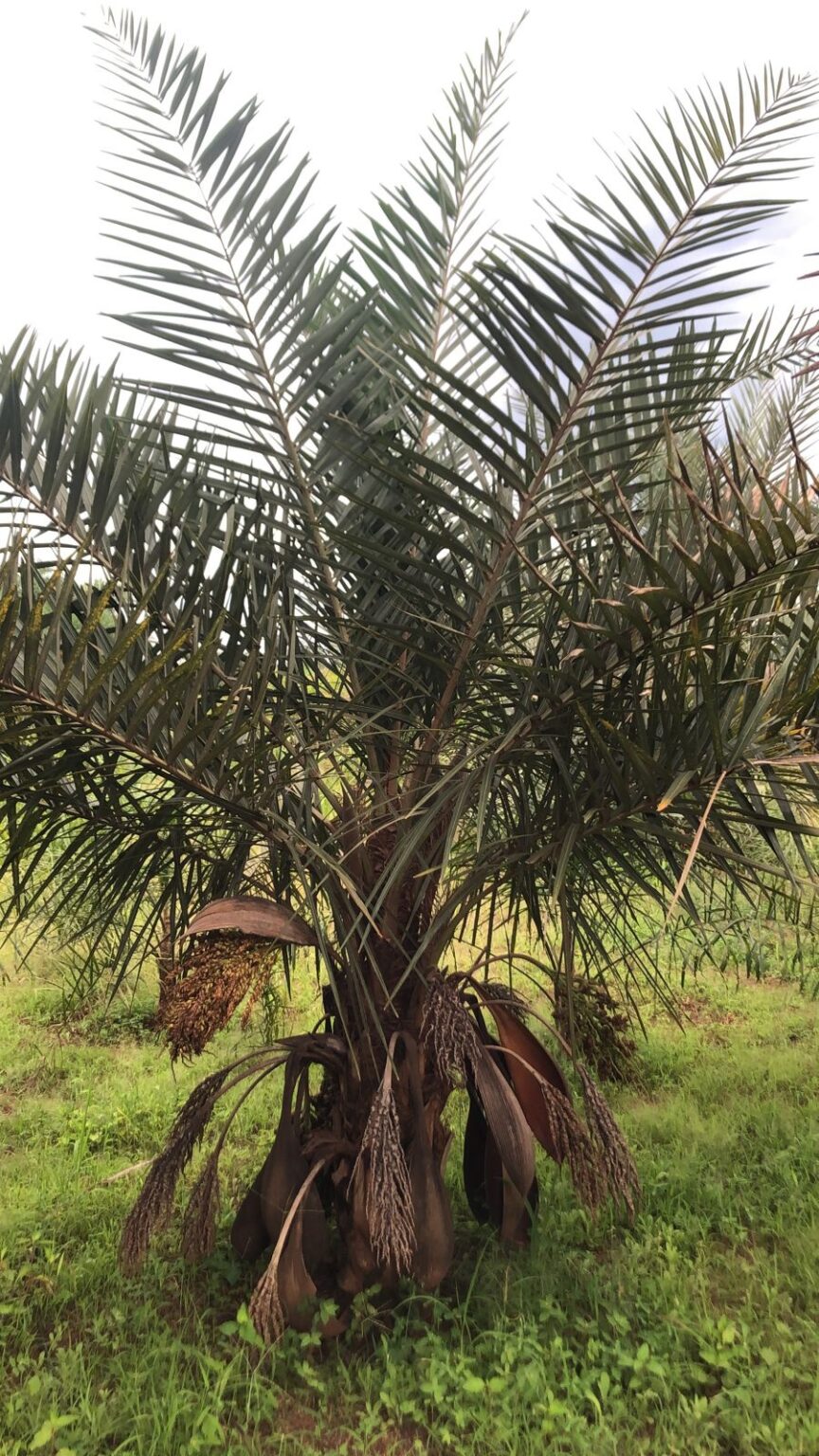 Syagrus glaucescens x Syagrus lorenzoniorum - Gilian Plants