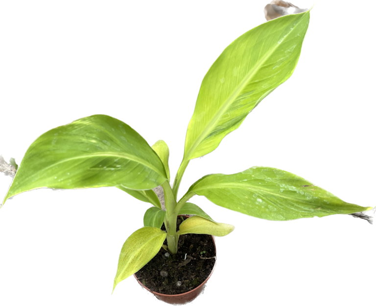 Musa siam green - Gilian Plants